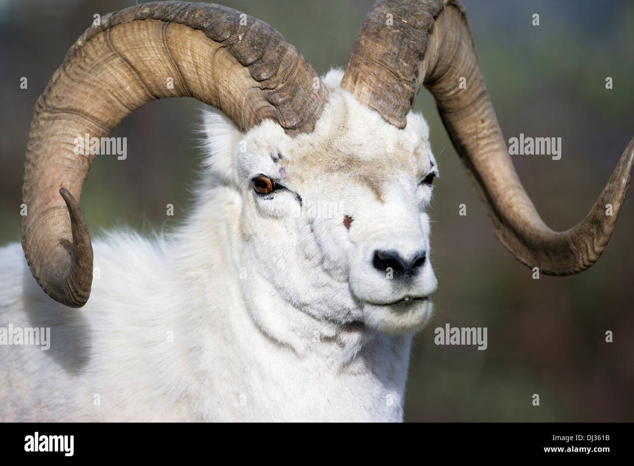 White sheep with horn hi-res stock photography and images - Alamy