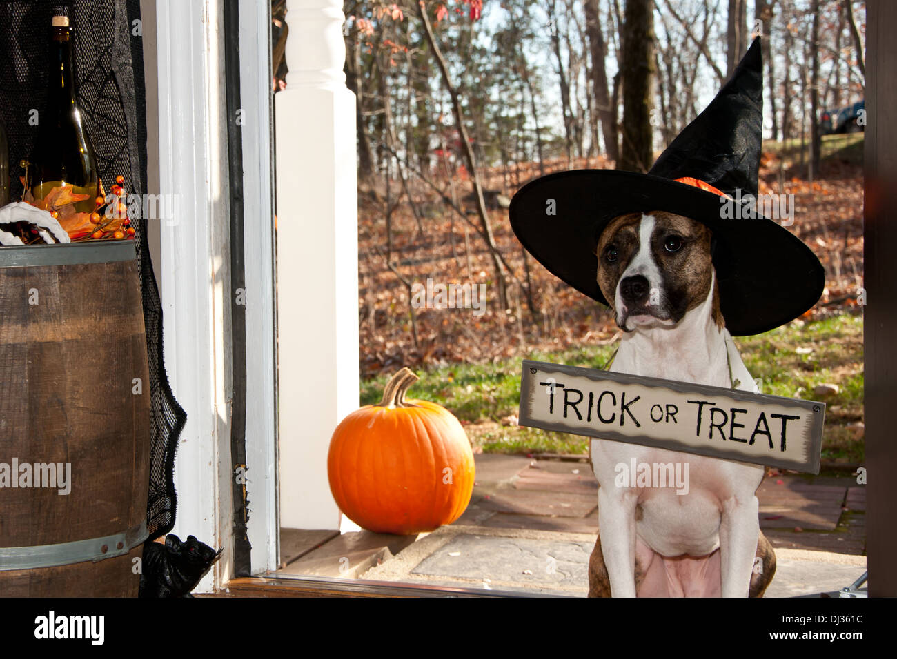 Cute dog Trick or Treating Stock Photo - Alamy