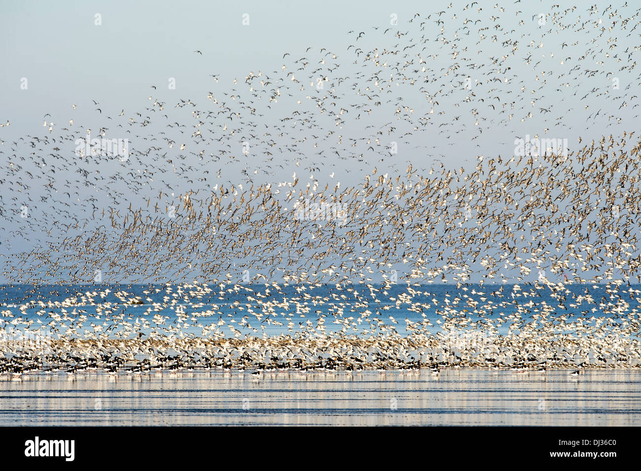 migrating flock of knot and oyster catchers, snettisham Stock Photo - Alamy