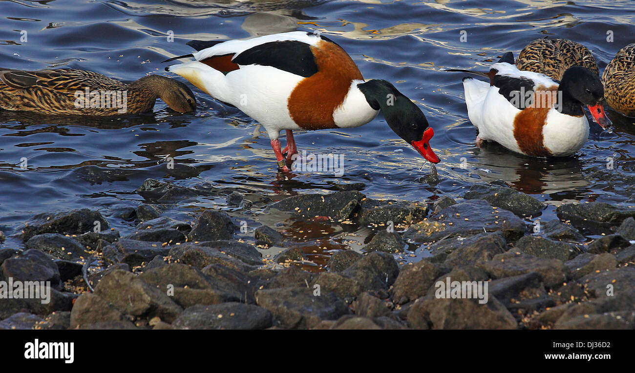 Shellducks hi-res stock photography and images - Alamy