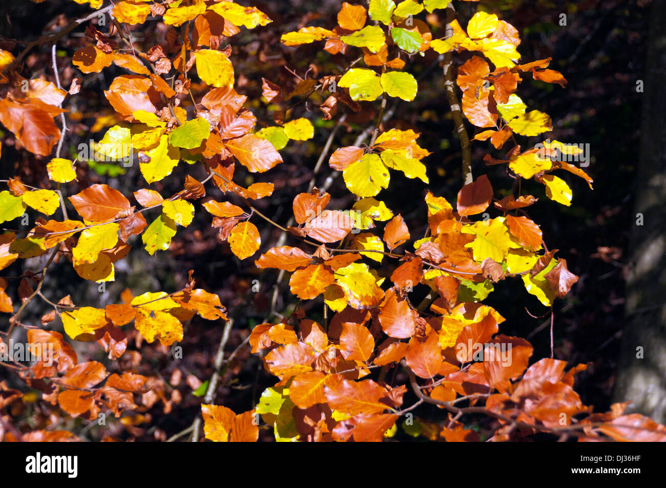 Autumn trees in Northumberland. UK Stock Photo - Alamy