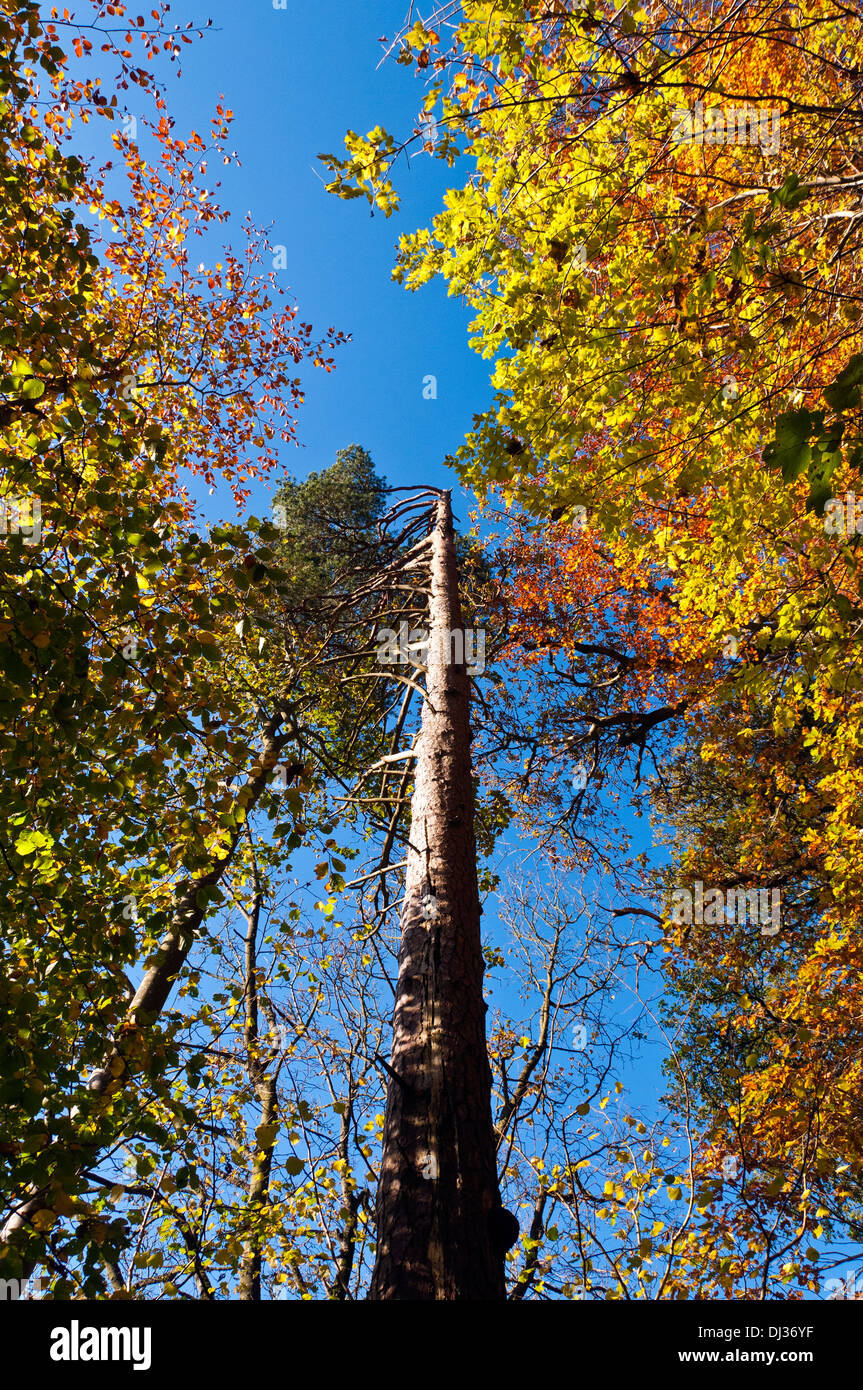 Autumn trees in Northumberland. UK Stock Photo - Alamy