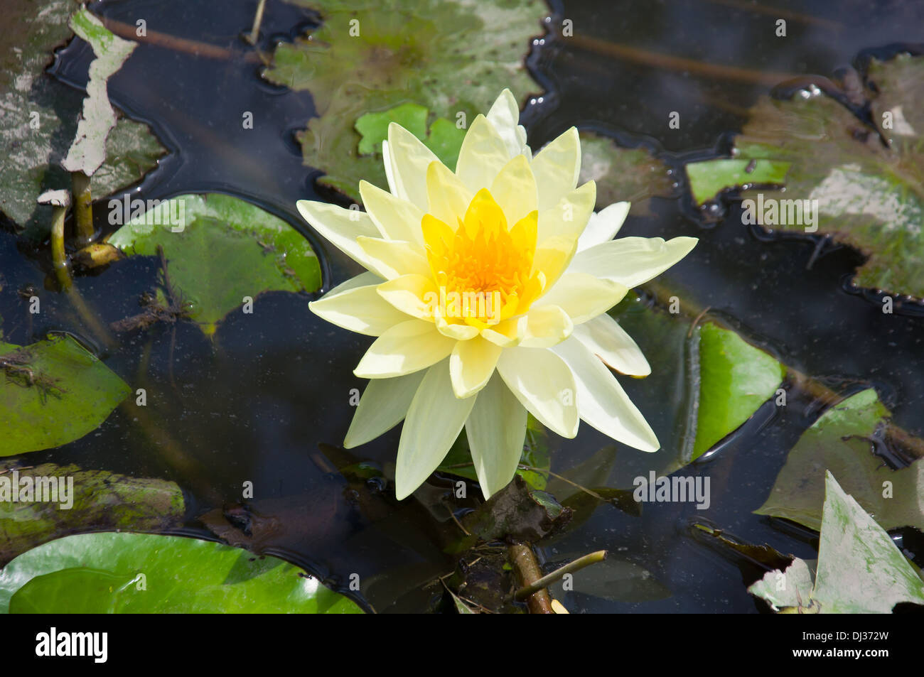 Yellow Lotus Flowers