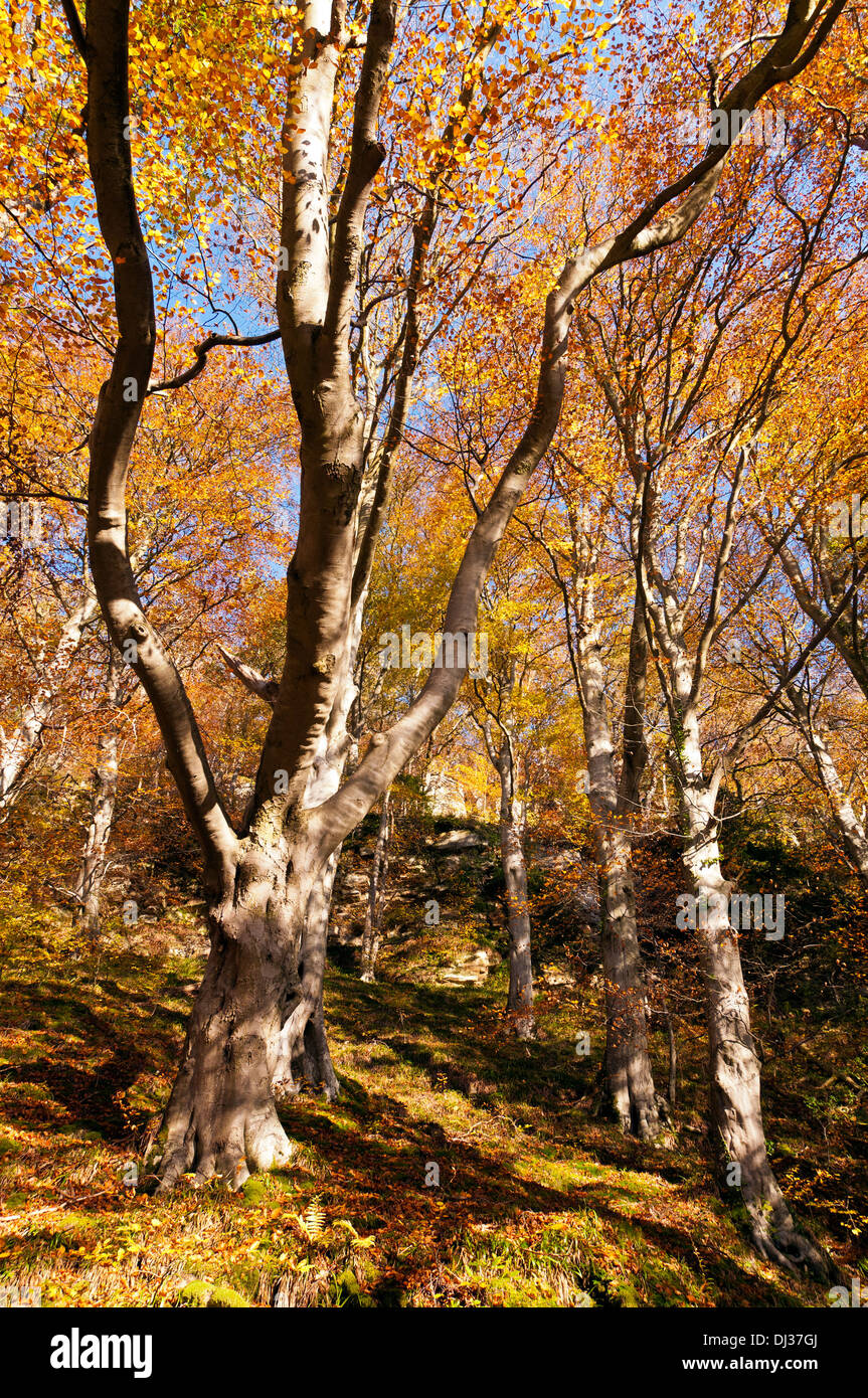 Autumn trees in Northumberland. UK Stock Photo - Alamy