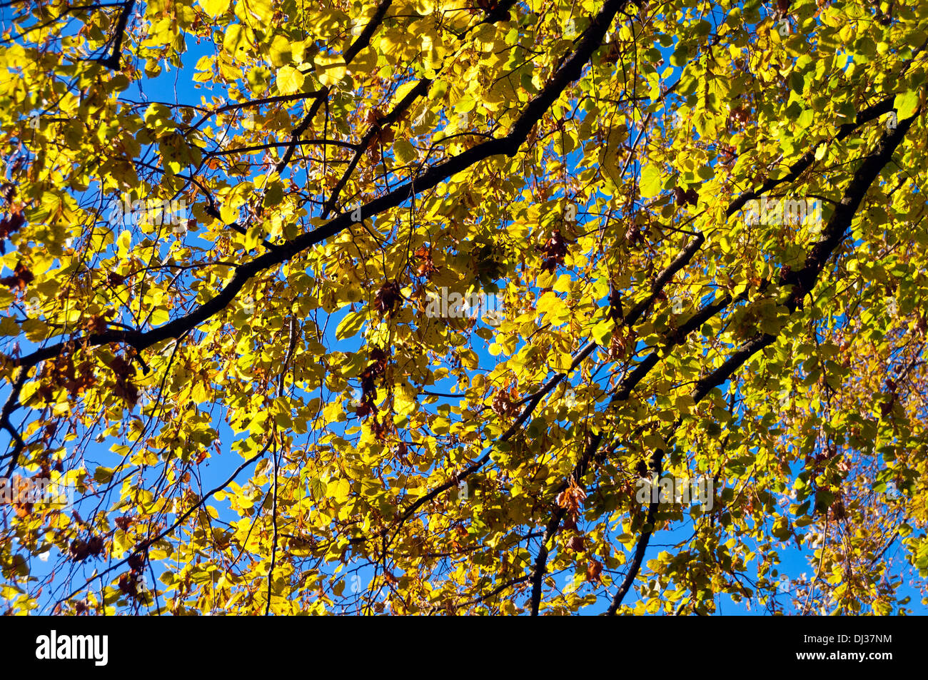 Autumn trees in Northumberland. UK Stock Photo - Alamy