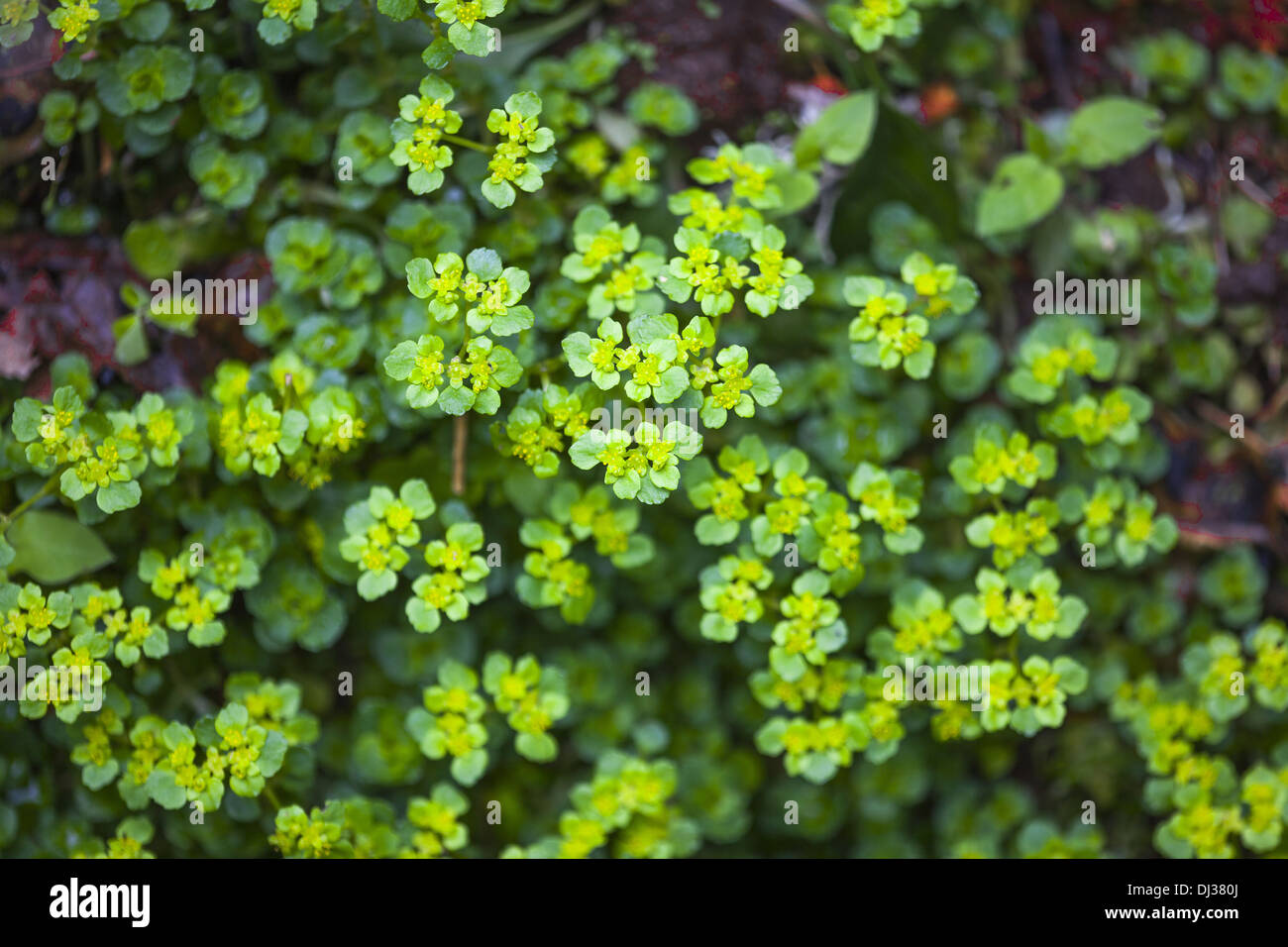 Plant texture hi-res stock photography and images - Alamy