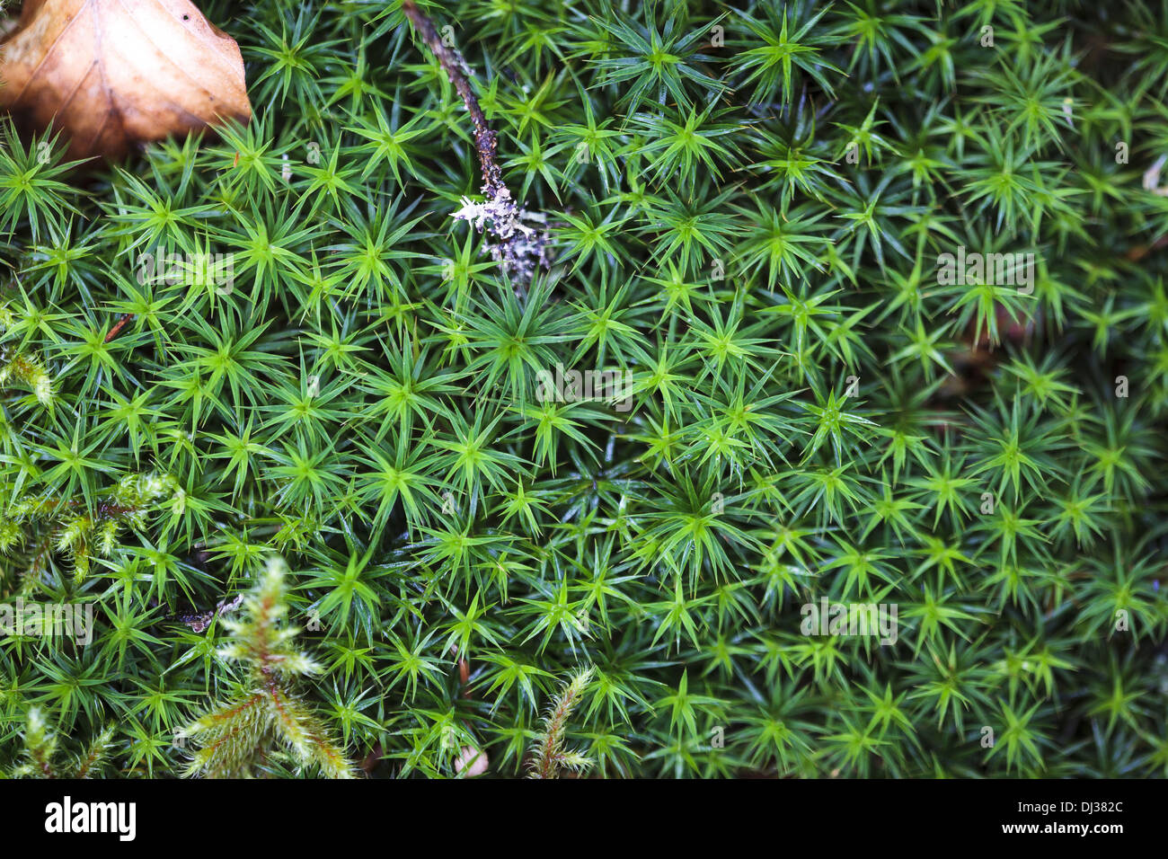 Plant texture hi-res stock photography and images - Alamy
