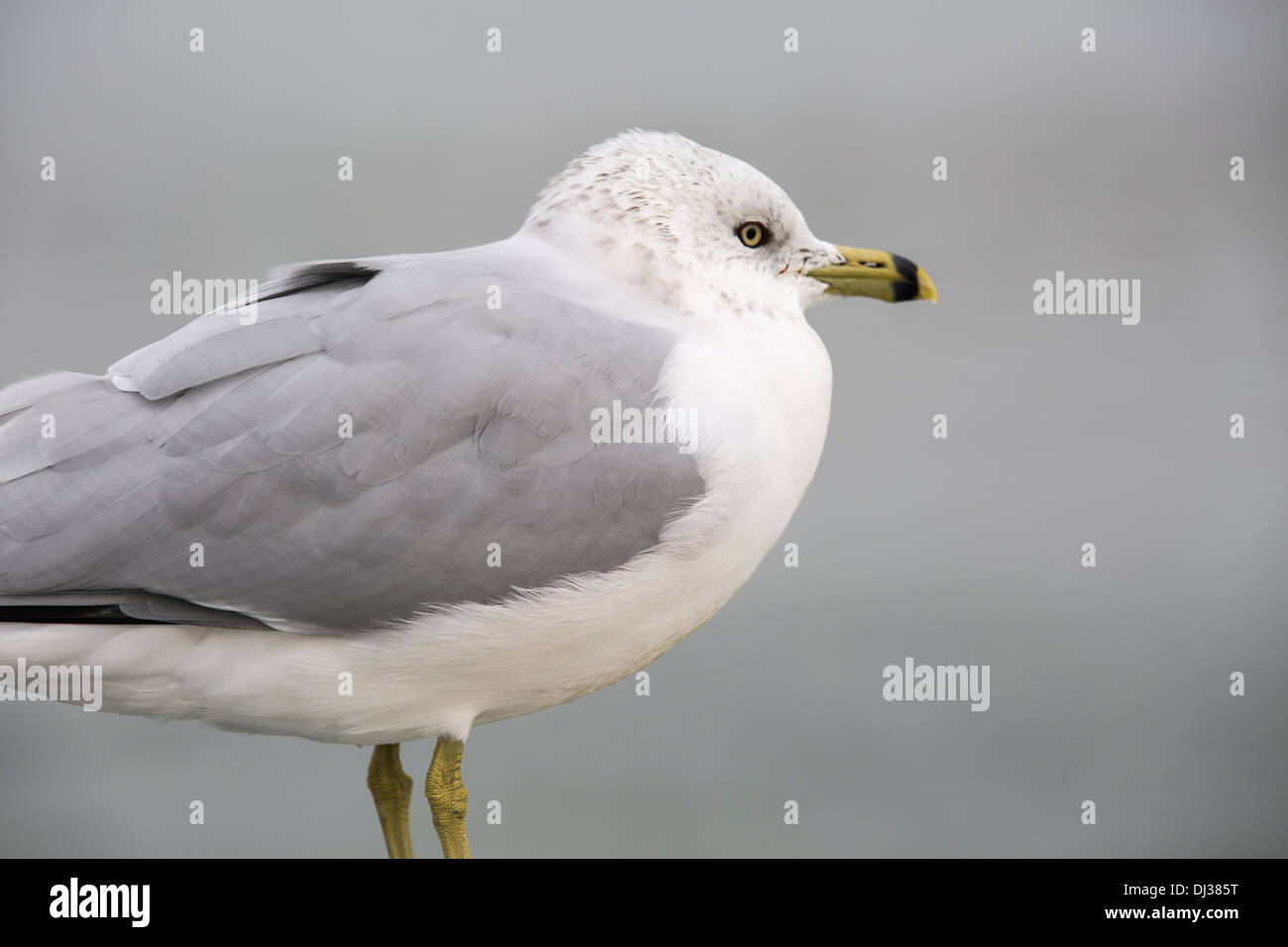 Seagull on river lake bird Stock Photo - Alamy