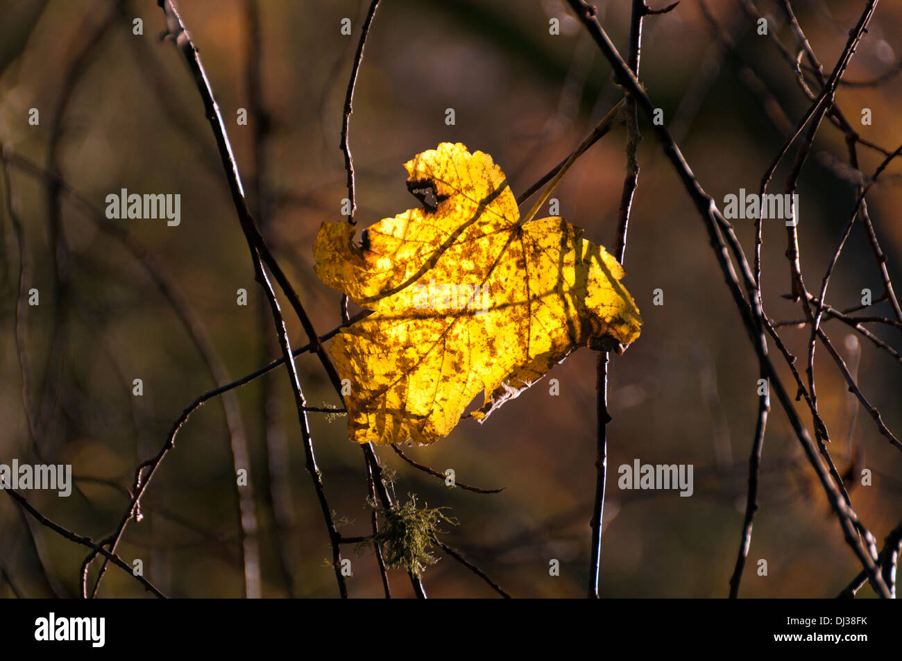 Autumn trees in Northumberland. UK Stock Photo - Alamy