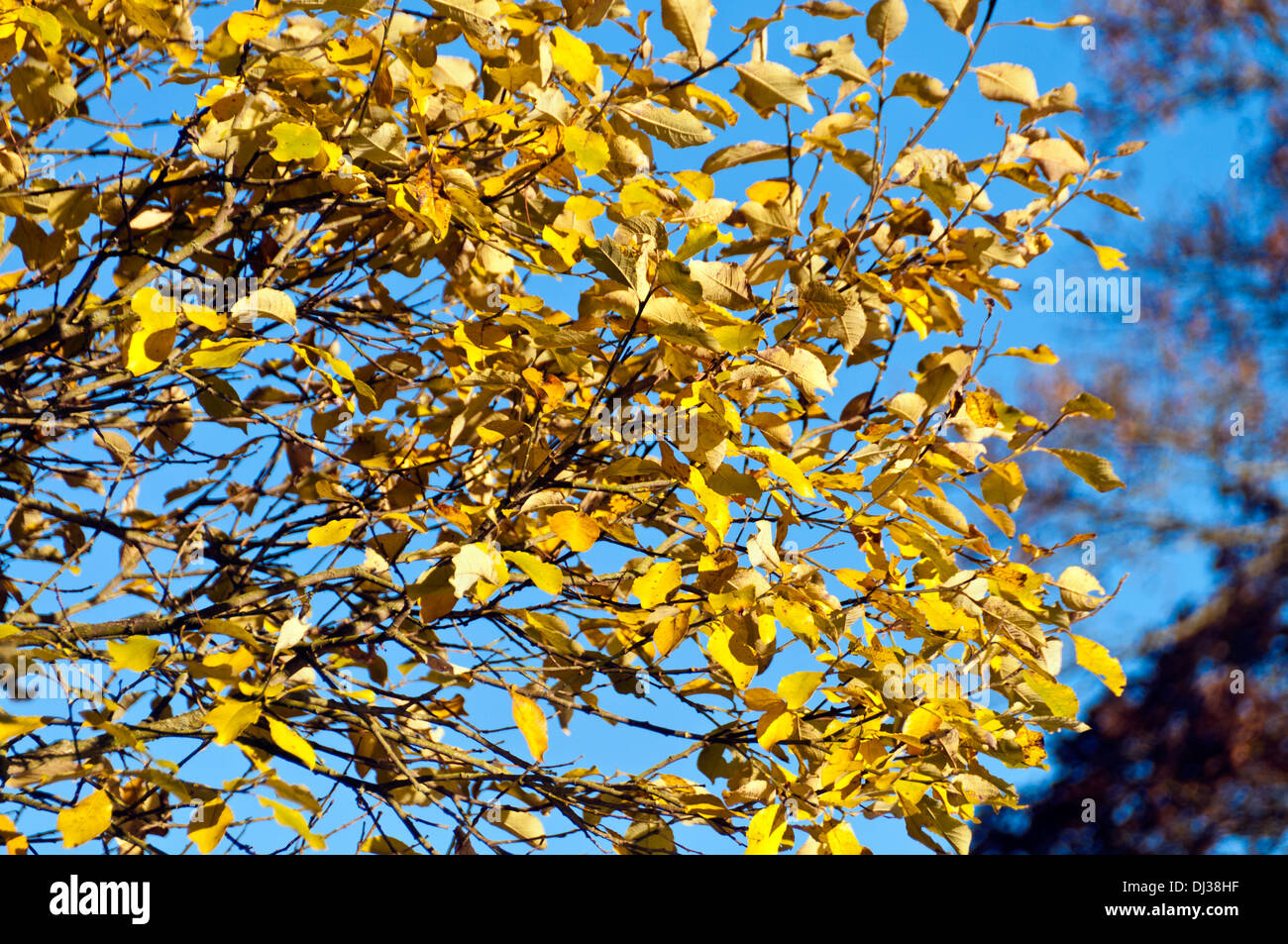 Autumn trees in Northumberland. UK Stock Photo - Alamy