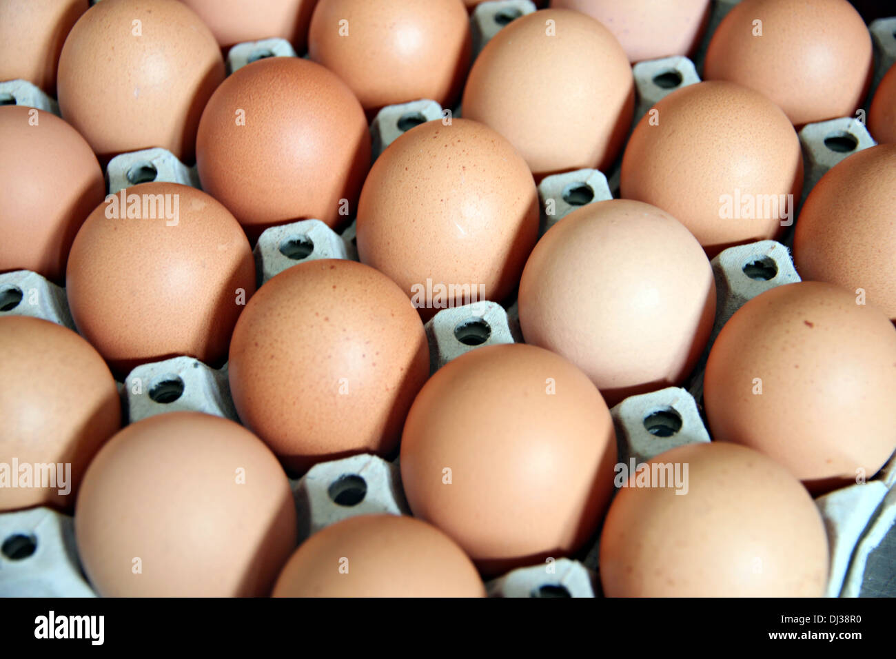 Zoom picture Eggs that are in the panel Stock Photo - Alamy