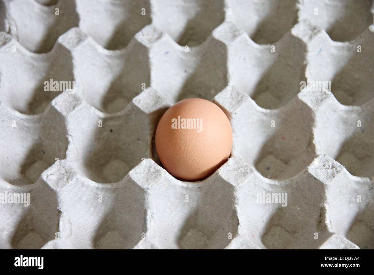 Zoom picture One Eggs that are in the panel Stock Photo - Alamy