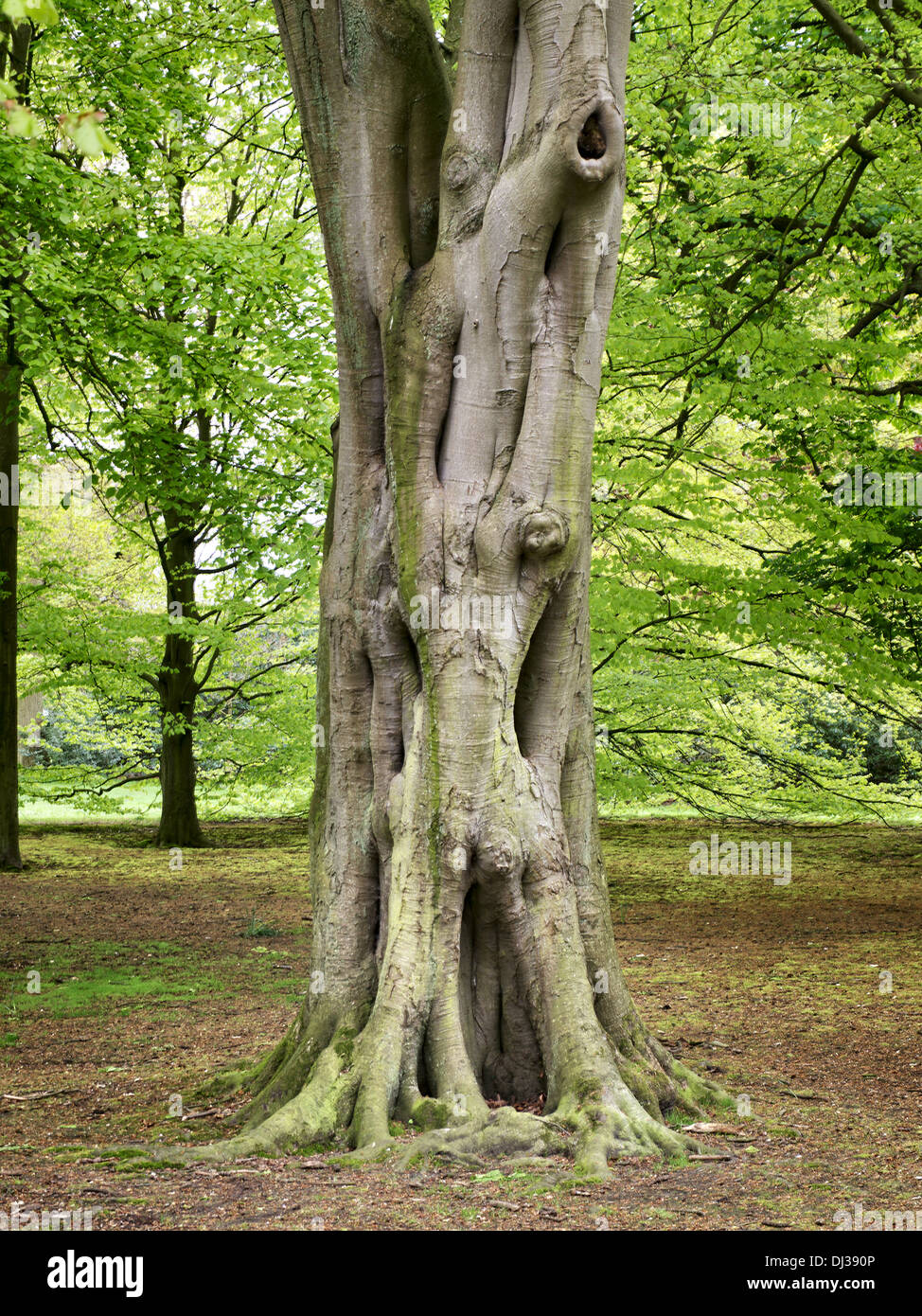 Trunk of a Beech Tree in the Park of De Paauw, Wassenaar, Holland Stock ...