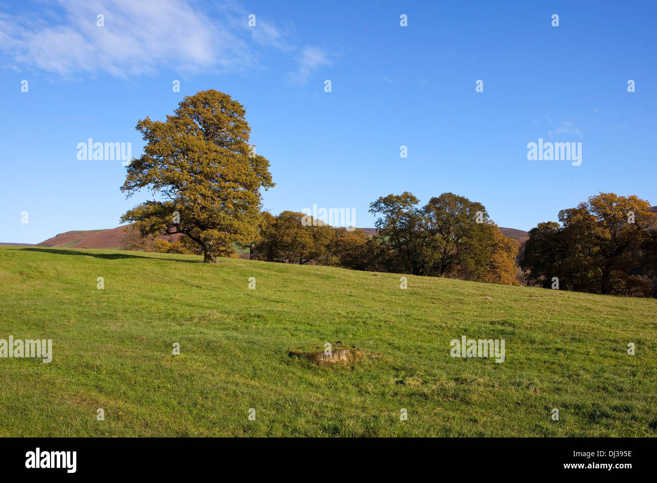 English Autumn landscape with oak trees, green meadows and distant ...