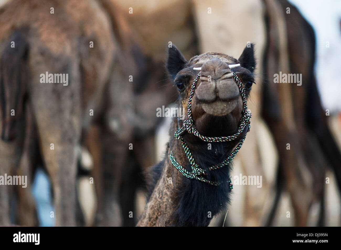 Portrait of camel face at Pushkar camel fair, Rajasthan, India Stock ...