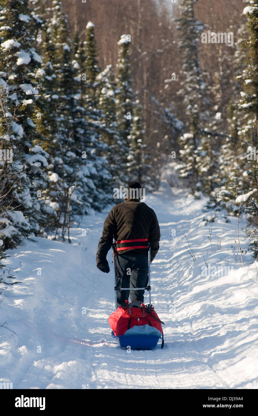 Ultra Endurance Winter Runner Pulling A Sled During The 350 Mile Alaska ...