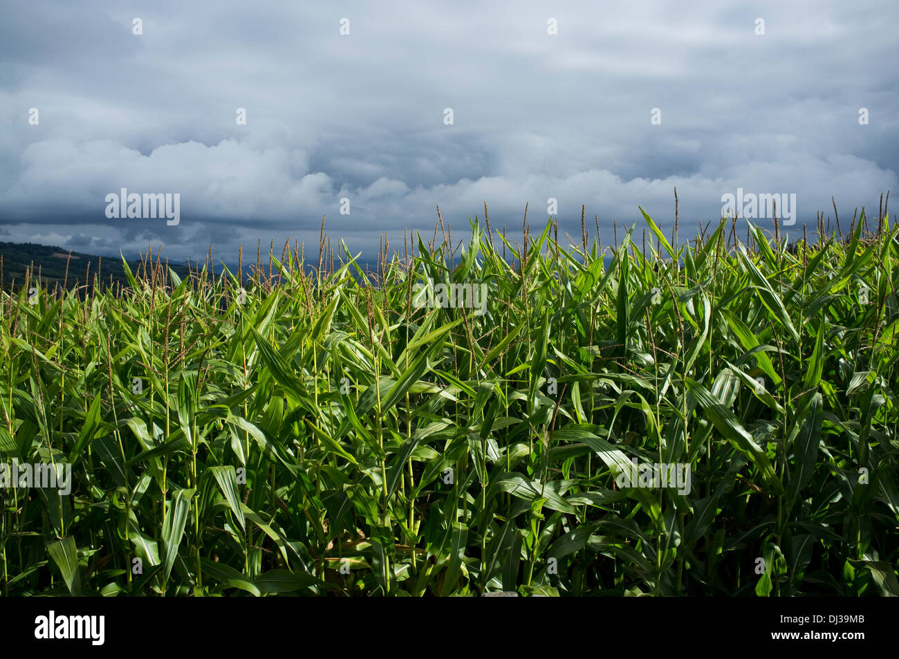 Corn plantation, Asturias, Spain Stock Photo - Alamy