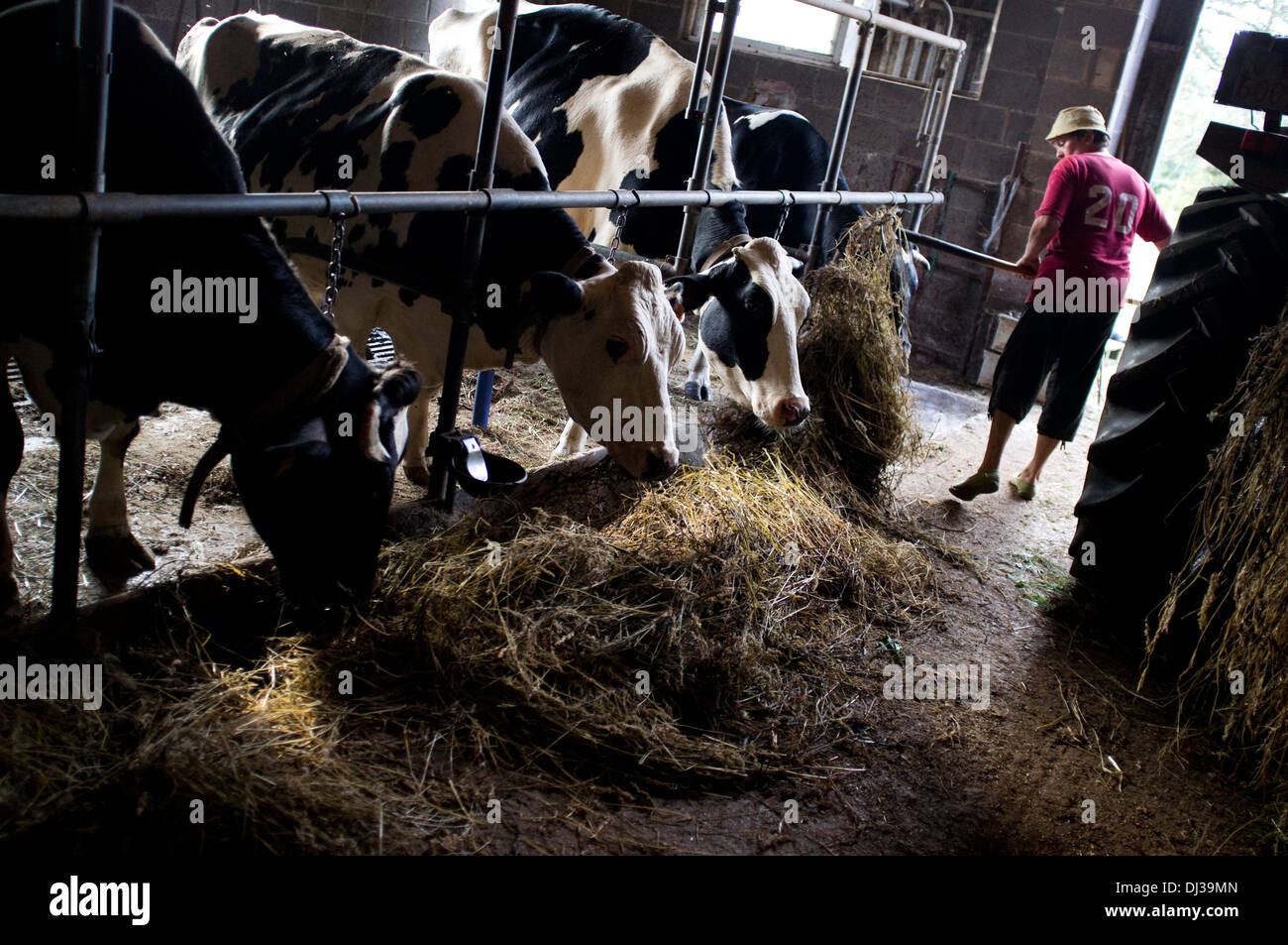 Cows in Galicia, Spain. cow farm spanish galician Stock Photo - Alamy