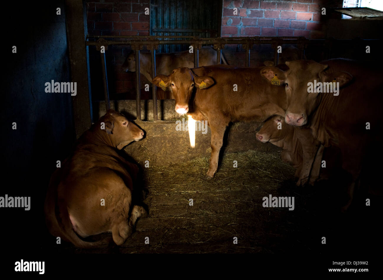 Cows in Galicia, Spain. cow farm spanish galician Stock Photo - Alamy