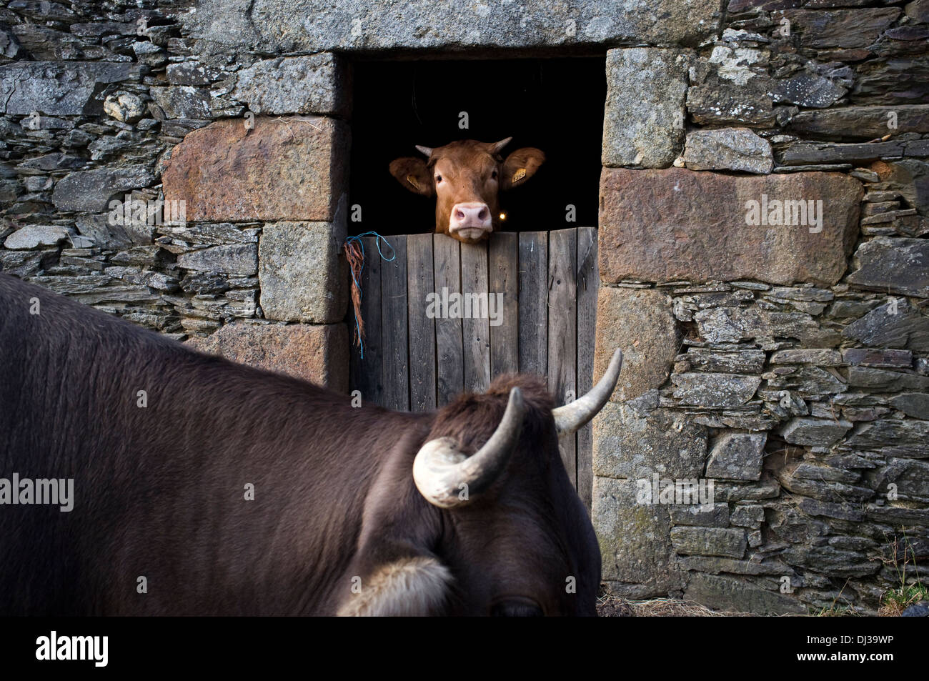Cows in galicia hi-res stock photography and images - Alamy