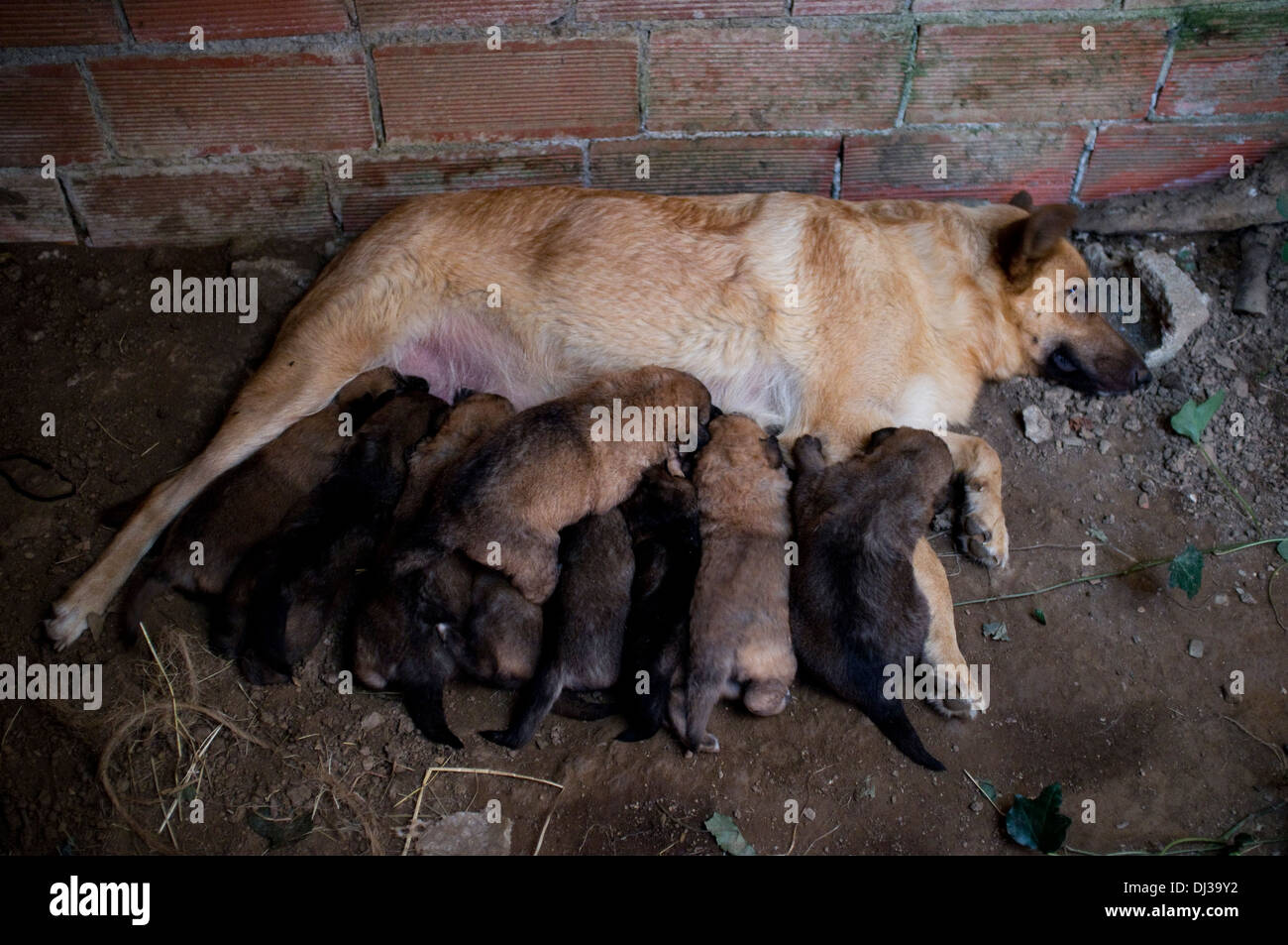 Spain dogs nurse sack young offspring puppy puppy dog hi-res stock ...