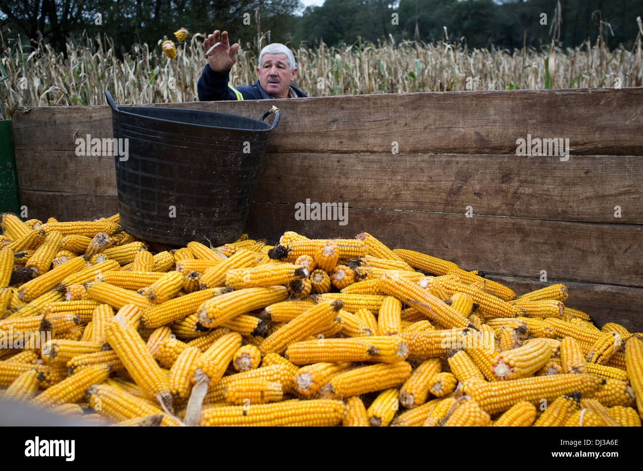 Galicia Corn High Resolution Stock Photography and Images - Alamy