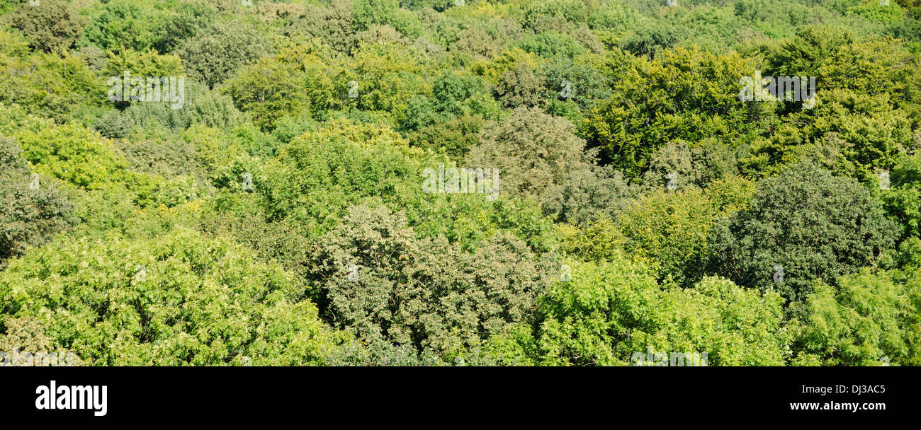 Deciduous beech forest canopy as seen from above in summer in Germany ...