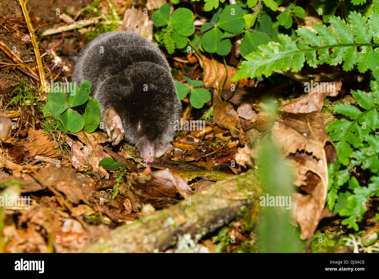 Mole reserve hi-res stock photography and images - Alamy