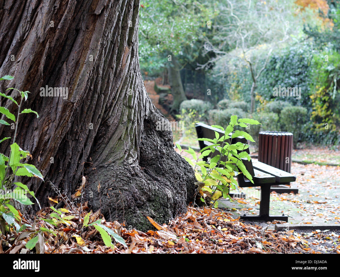 Old bench tree hi-res stock photography and images - Alamy