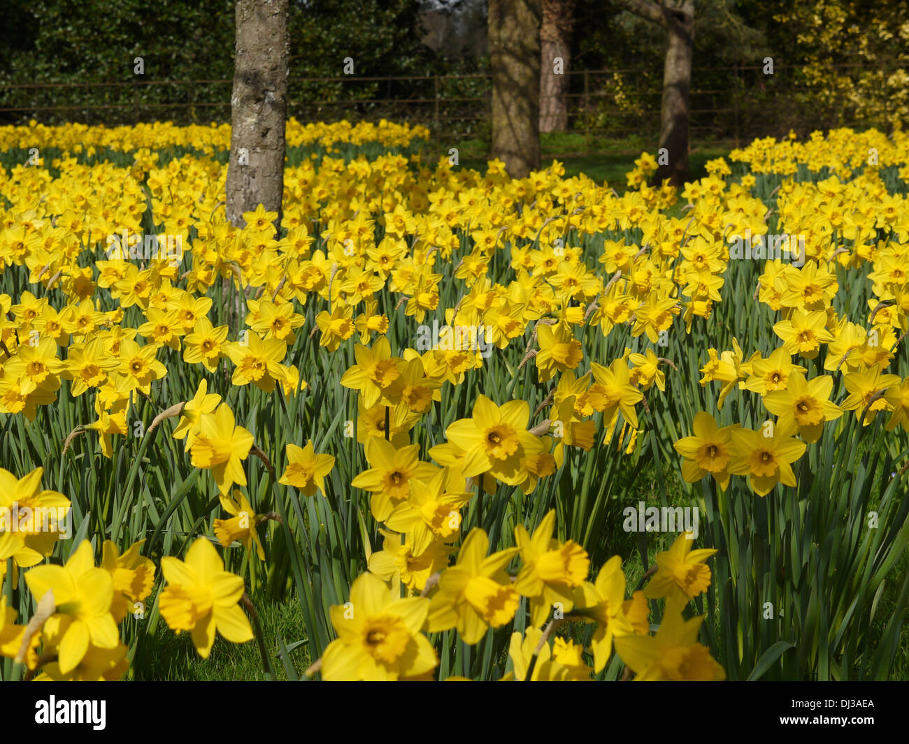 Colourful display of daffodils in bloom Stock Photo - Alamy