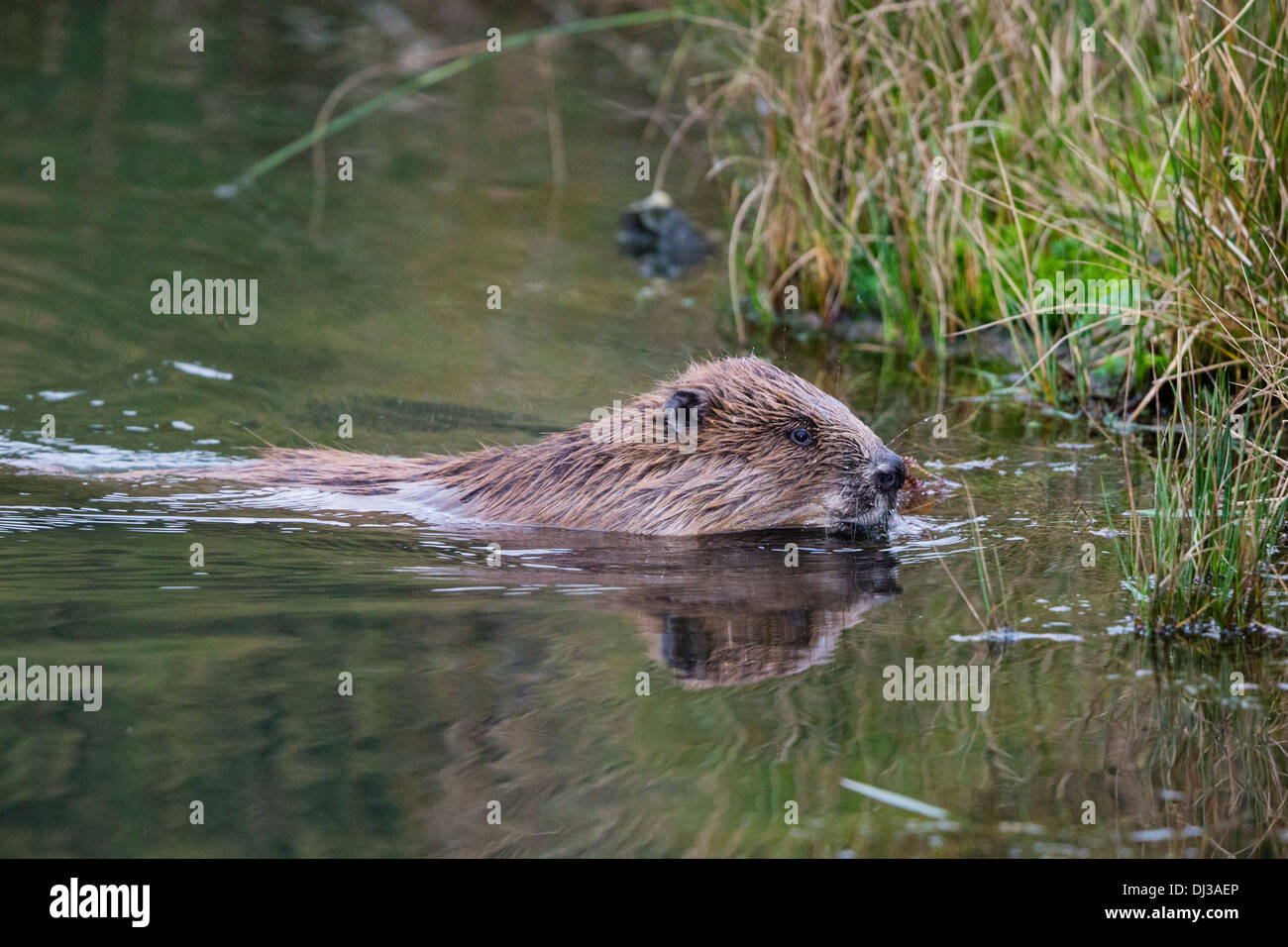 Beaver swimming hi-res stock photography and images - Alamy