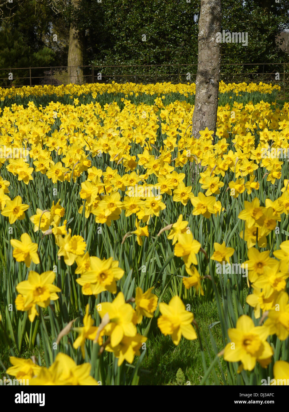 Colourful display of daffodils in bloom Stock Photo - Alamy