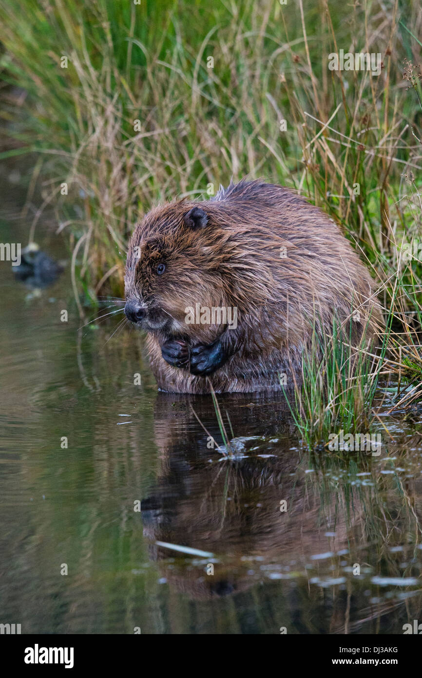 Female beaver hi-res stock photography and images - Alamy