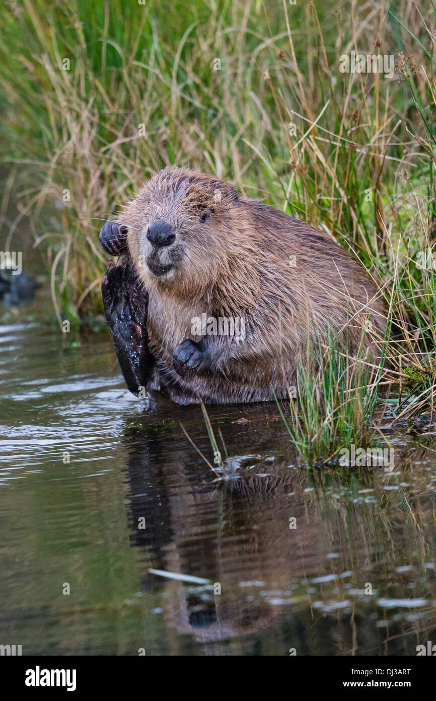 Female beaver hi-res stock photography and images - Alamy