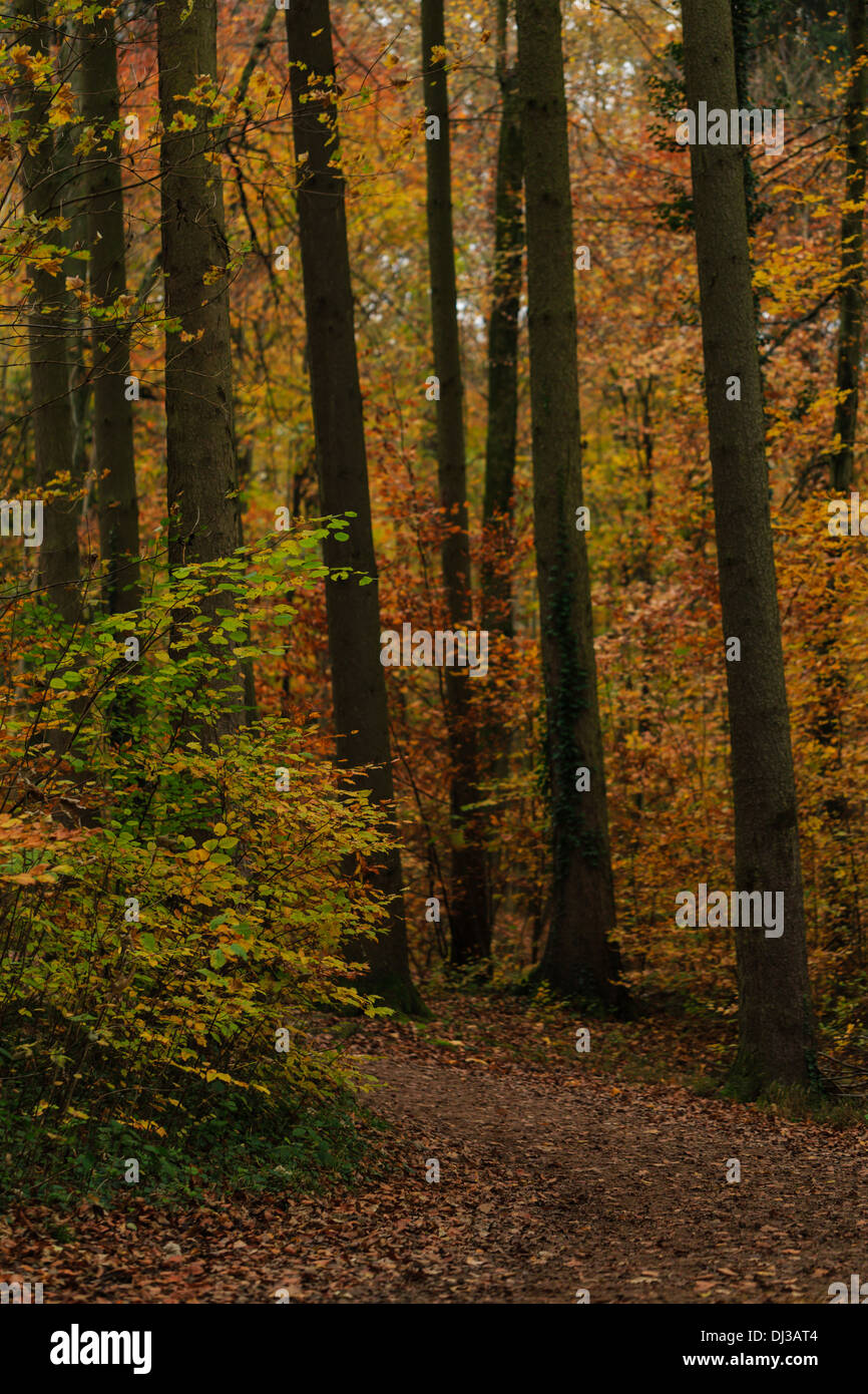 Dark green trees autumn colours hi-res stock photography and images - Alamy