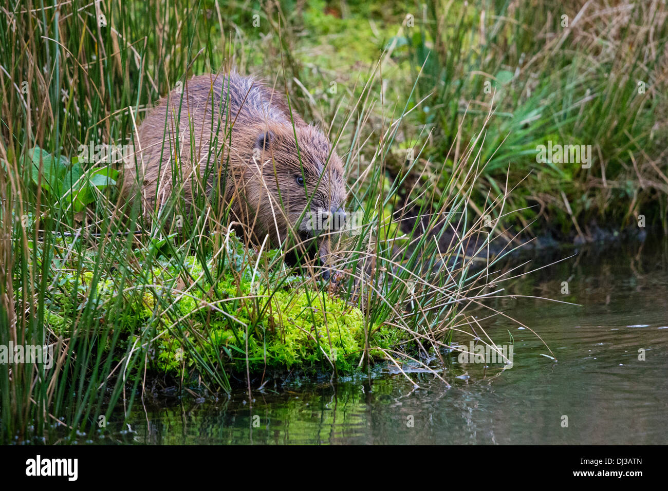A european beaver grooming at the water's edge. It is a female Stock ...