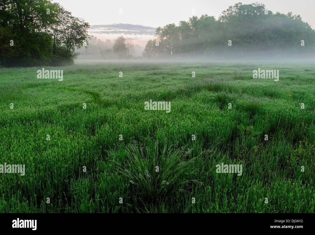 Fog rolling over a farm field at dawn;Ohio united states of america ...