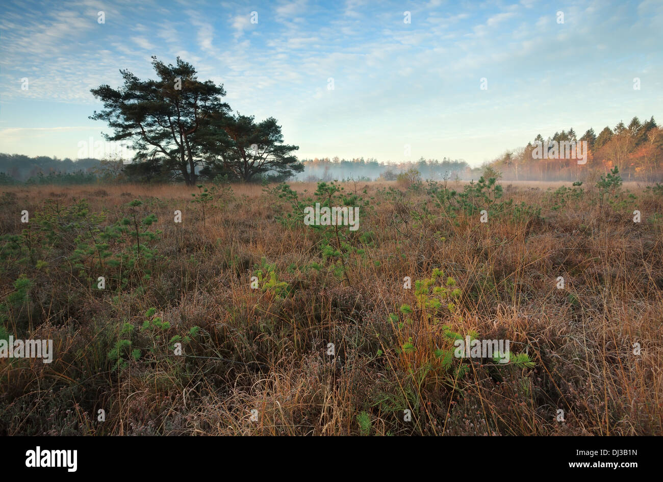 marsh with small pine trees in misty autumn morning, Mandefijld ...