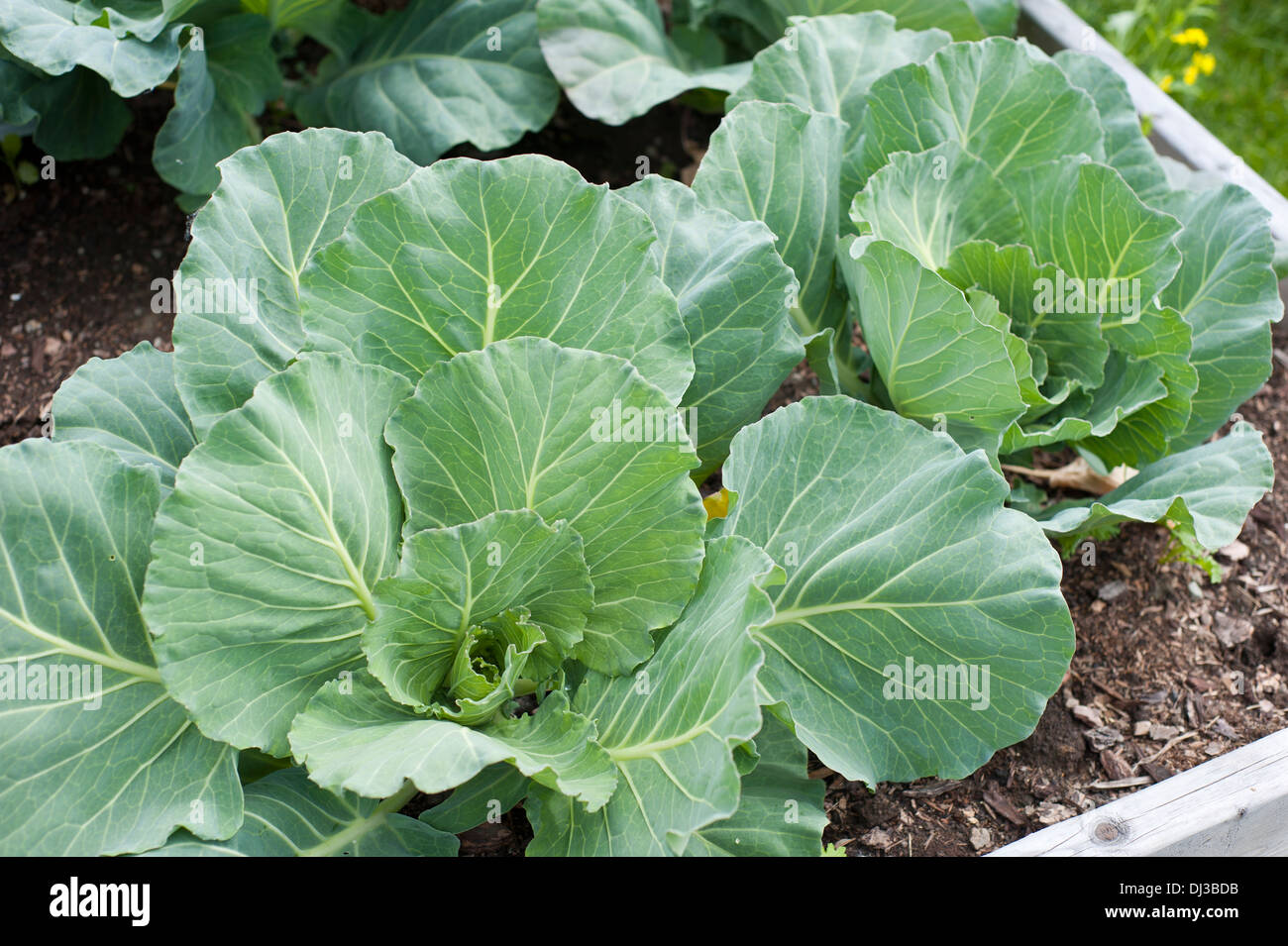 Closeup Of Large Cabbages Growing In A Front Yard Garden In A ...