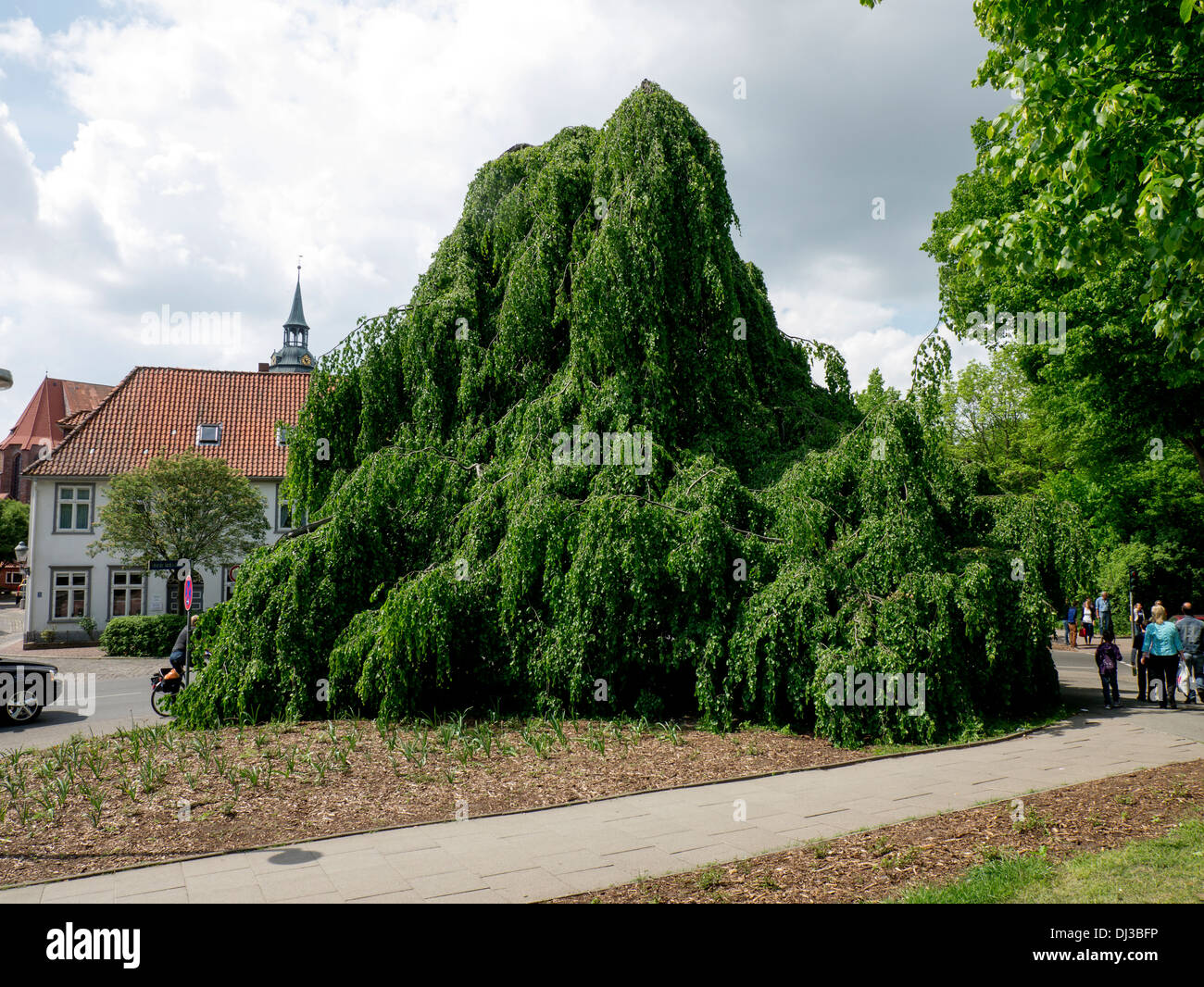 Mighty beech trees hi-res stock photography and images - Alamy