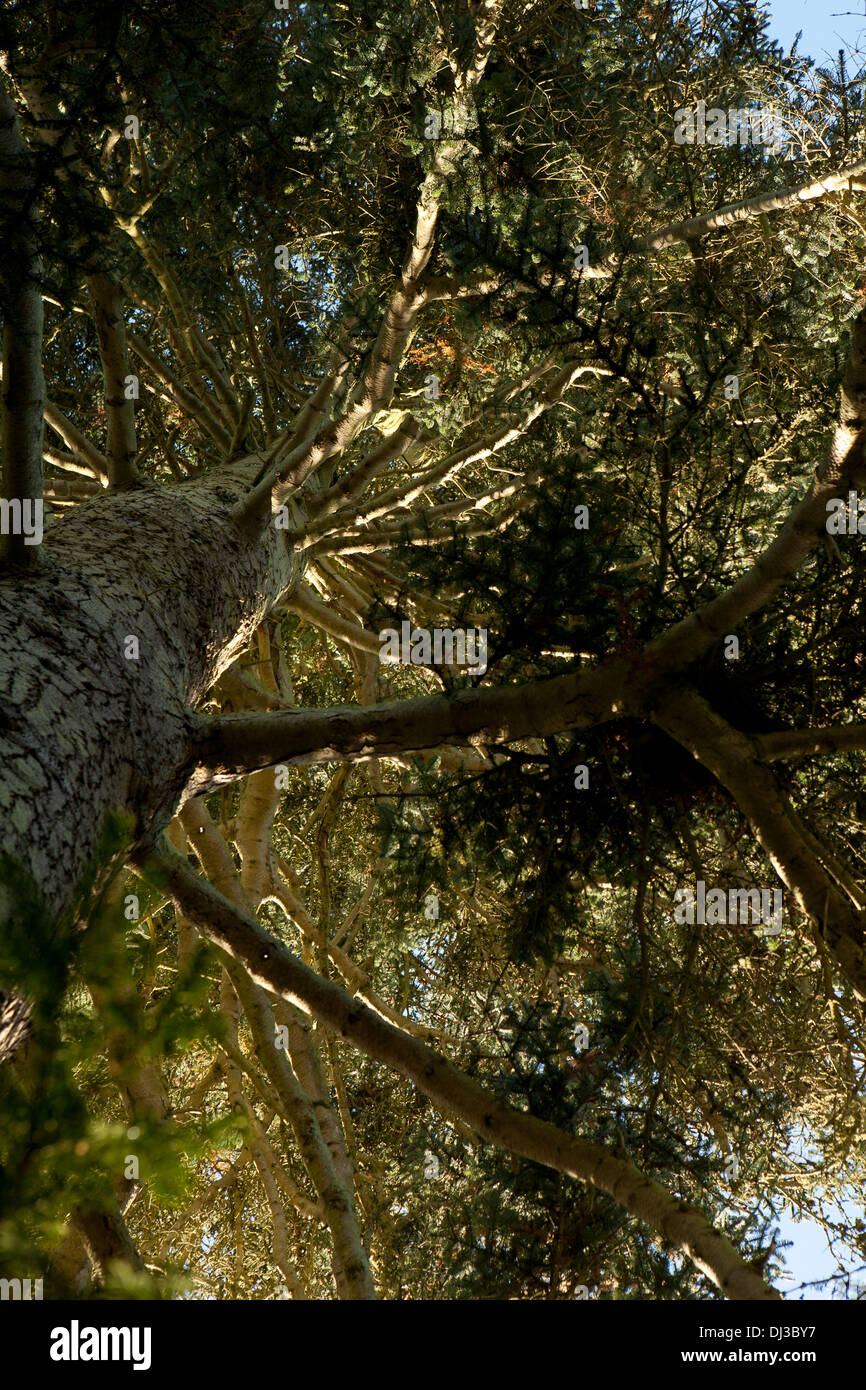 Branches of a pine hi-res stock photography and images - Alamy