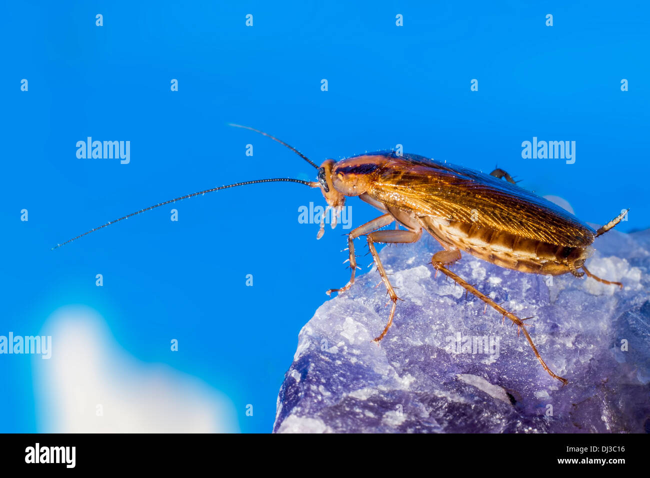 The German cockroach (Blattella germanica Stock Photo - Alamy