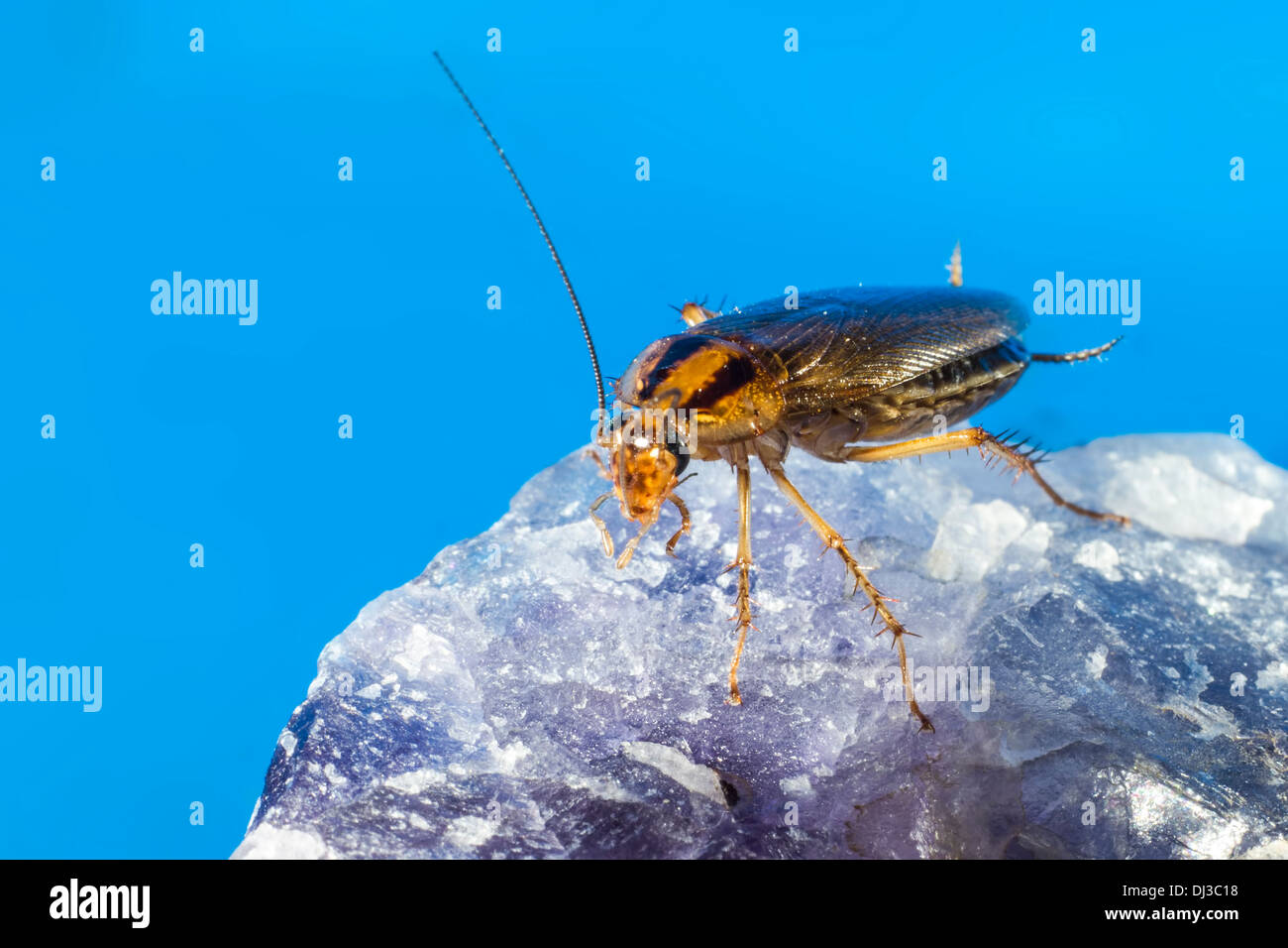 Striped cockroach hi-res stock photography and images - Alamy