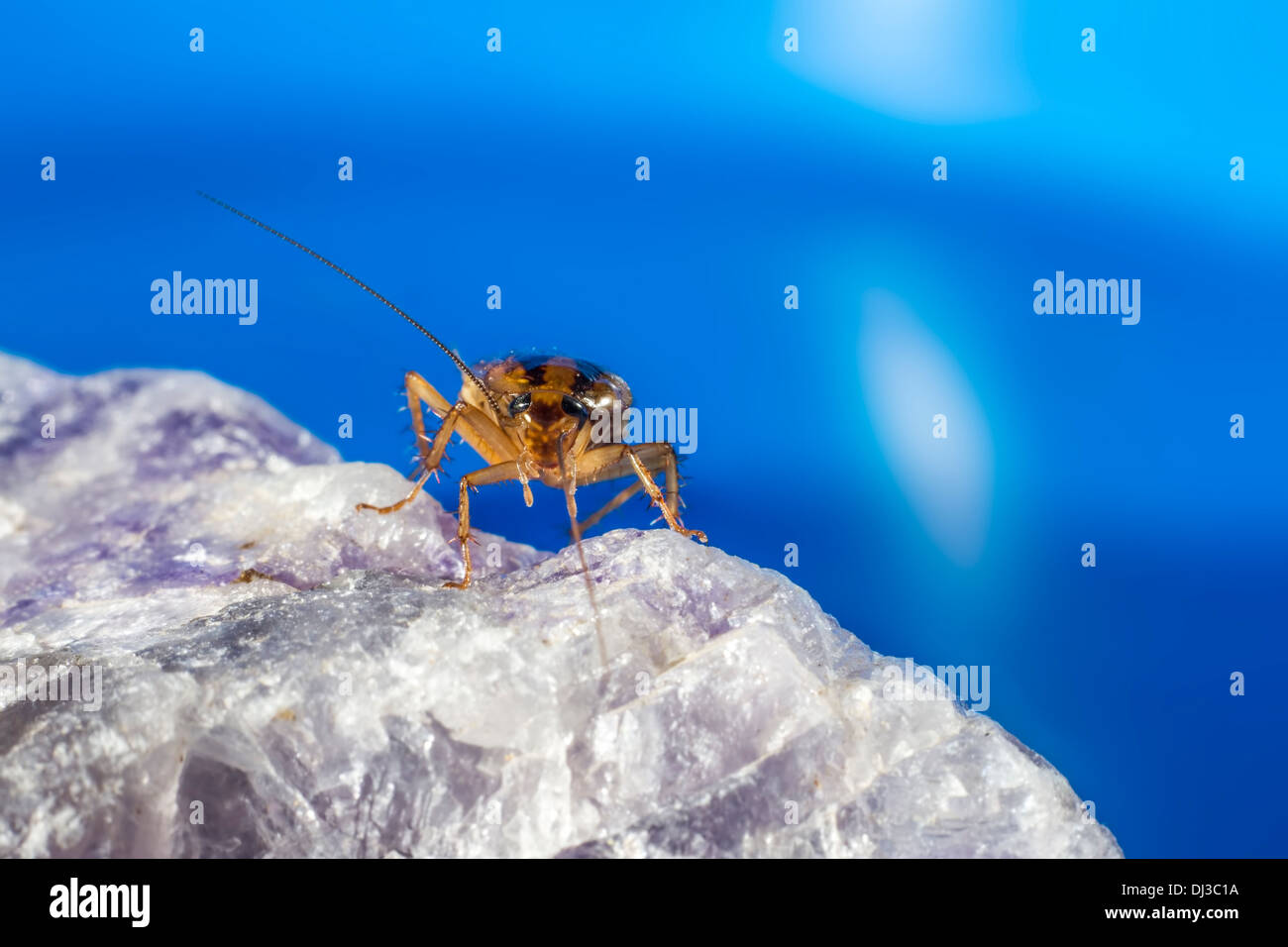 Striped cockroach hi-res stock photography and images - Alamy