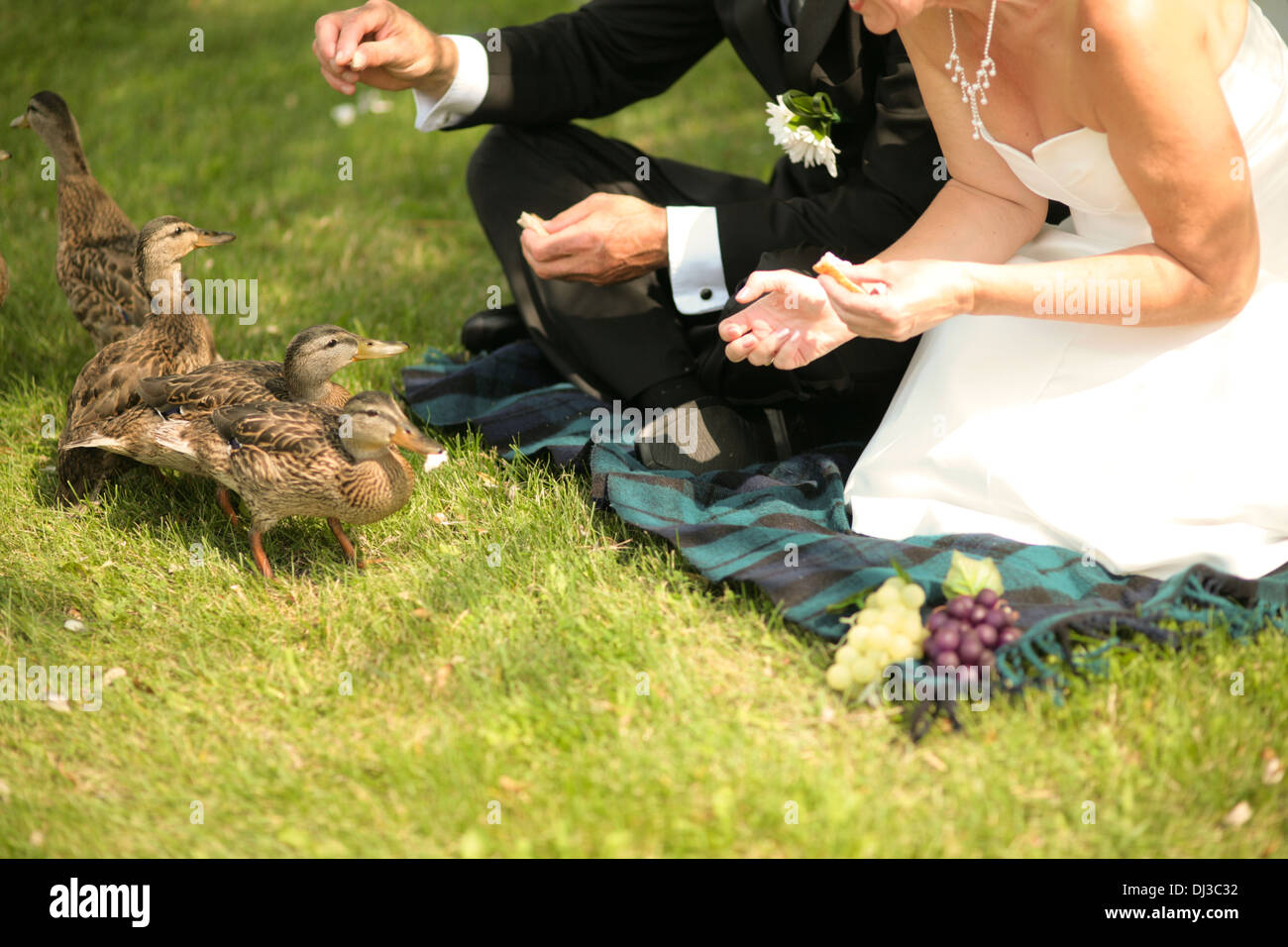 Ducks Getting Married