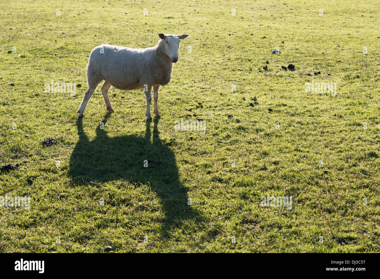 1 sheep field hi-res stock photography and images - Alamy