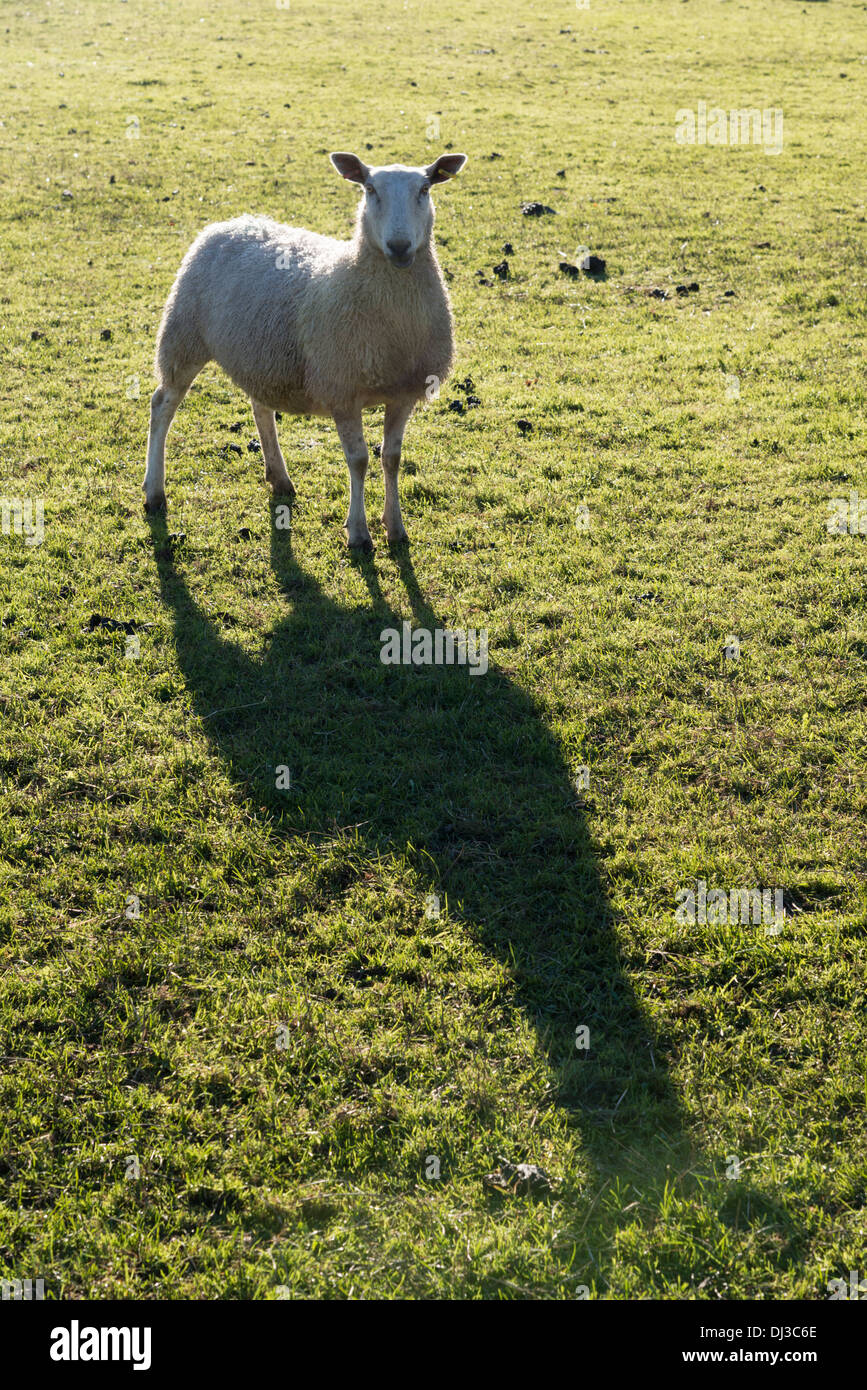Sheep animal mammals field grass hi-res stock photography and images ...