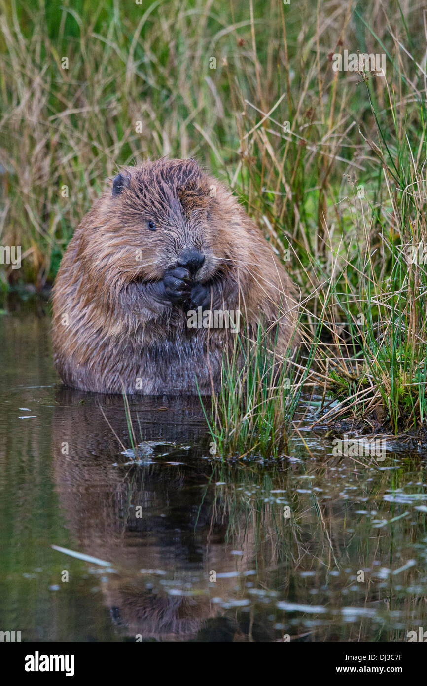 Female beaver hi-res stock photography and images - Alamy