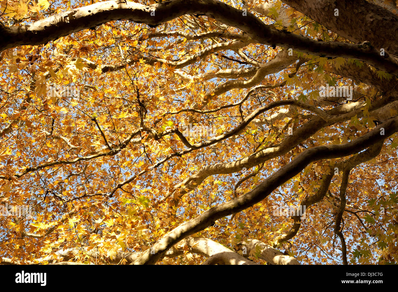 The autumnal branches of a sycamore tree Stock Photo - Alamy