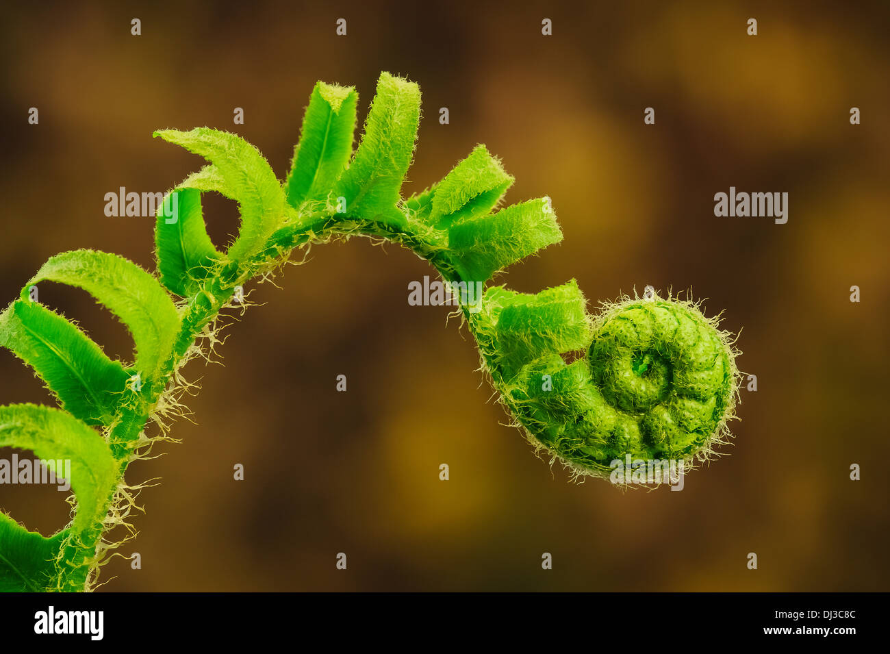 Curled fern leaves no people hi-res stock photography and images - Alamy